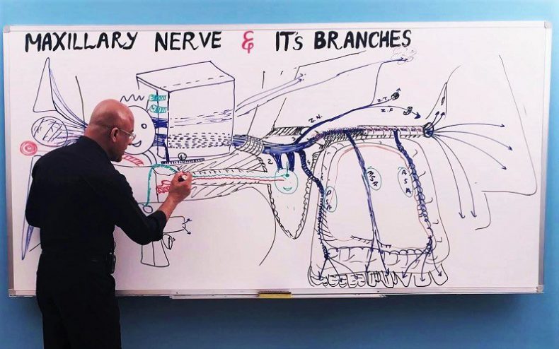 Maxillary Nerve - Neuroanatomy - Dr. Najeeb Lectures